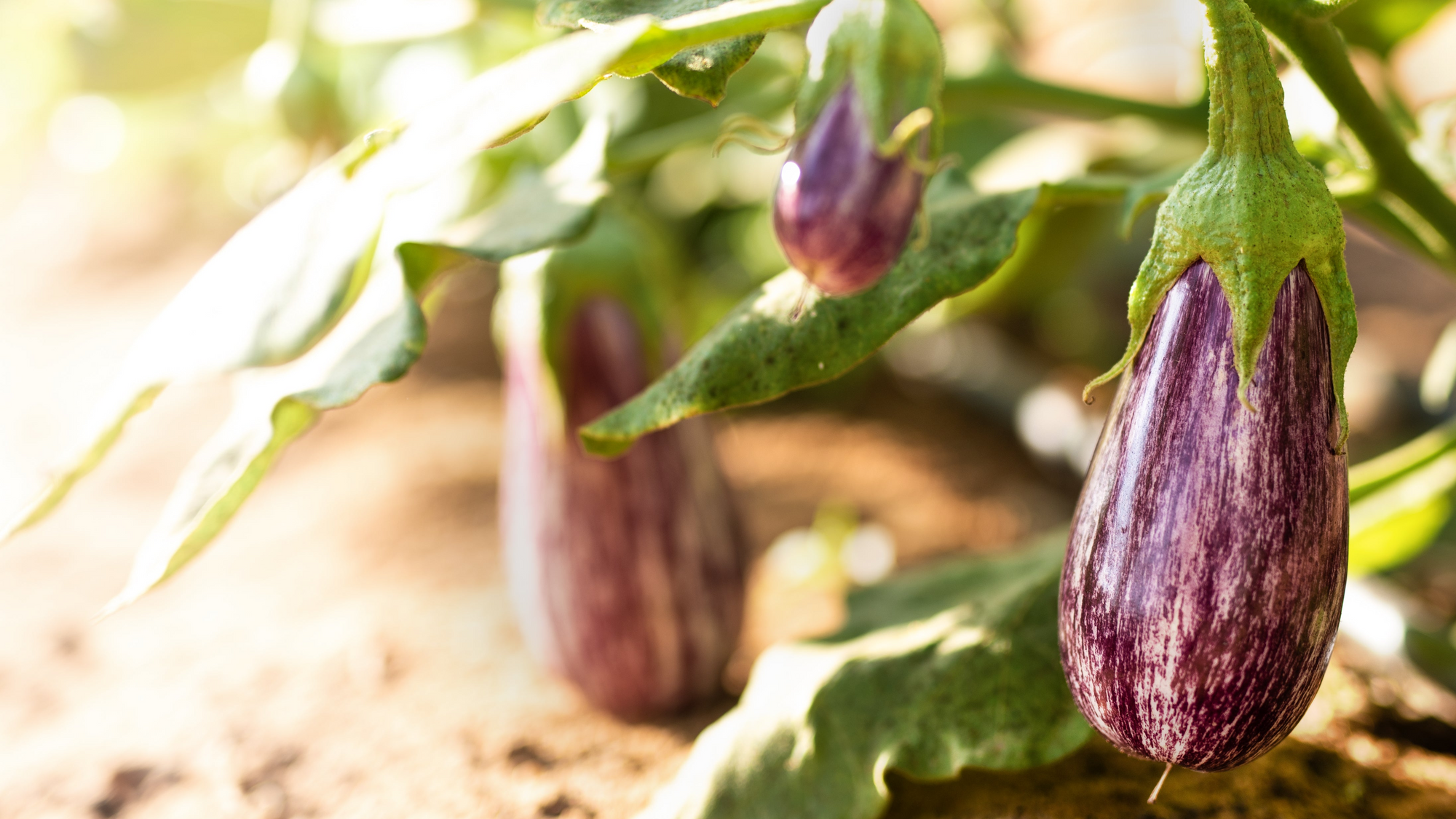 Get the freshest organic local produce delivered directly to your home ...