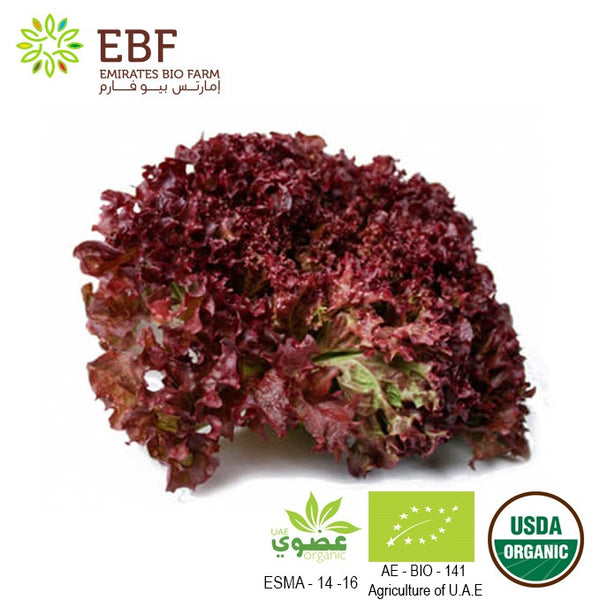 Organic Lettuce lollo Red Pc (300g-400g) – Emirates Bio Farm